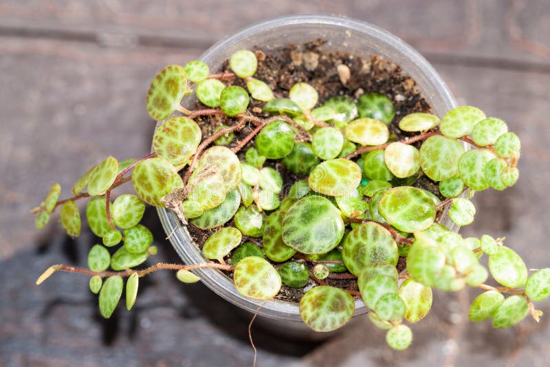 String of Turtles Peperomia Prostrata Trailing Succulent House Plant ...