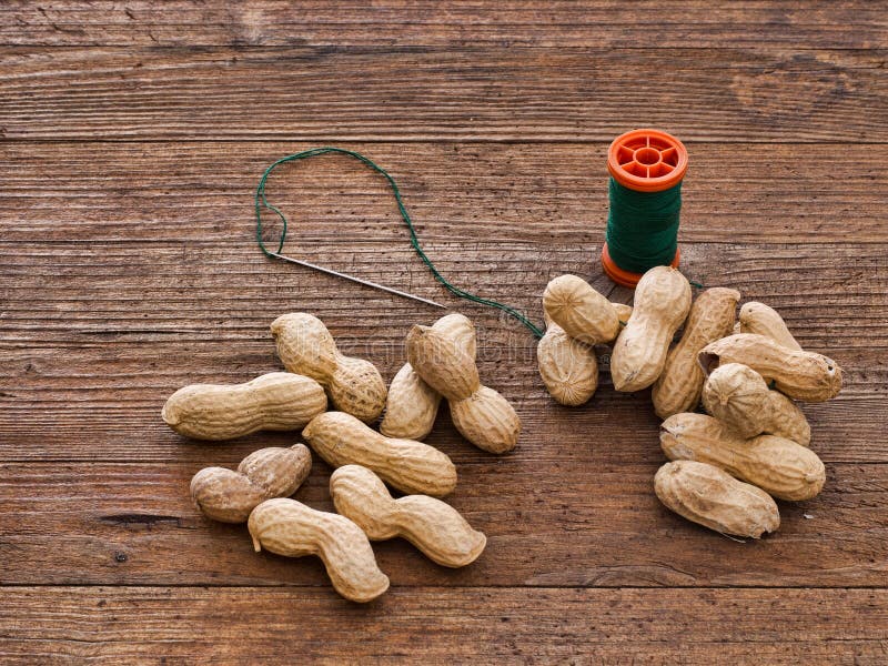 Stringing Peanuts for Wild Birds To Feed on in Winter. Stock Photo ...