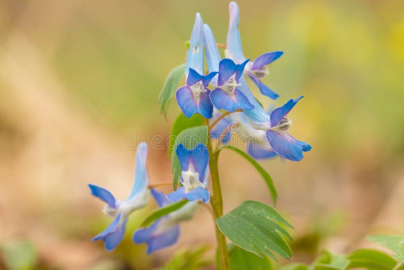 Strings of Blue and Purple Wild Flowers Stock Image - Image of family ...