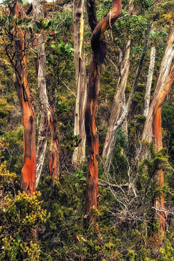 Stringy Bark Eucalyptus Stock Photos - Free & Royalty-Free Stock Photos ...