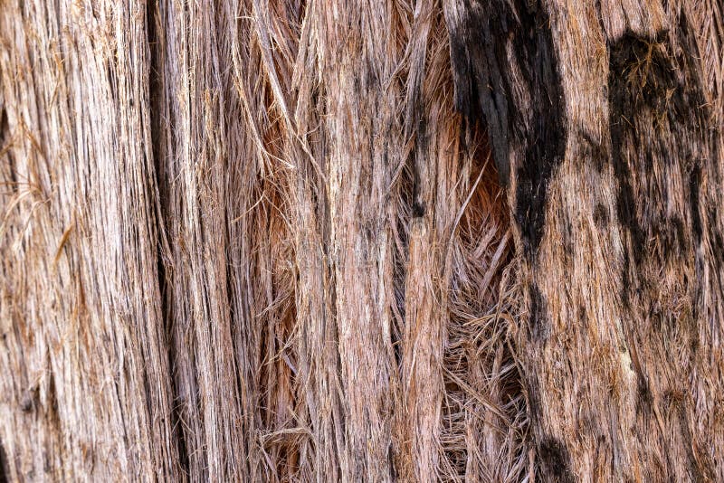 Stringy Bark Eucalyptus Stock Photos - Free & Royalty-Free Stock Photos ...