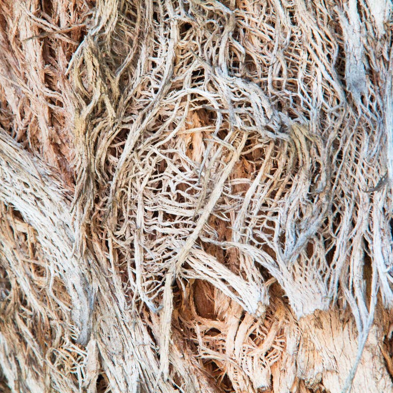 107 Bark Stringy Texture Stock Photos - Free & Royalty-Free Stock ...