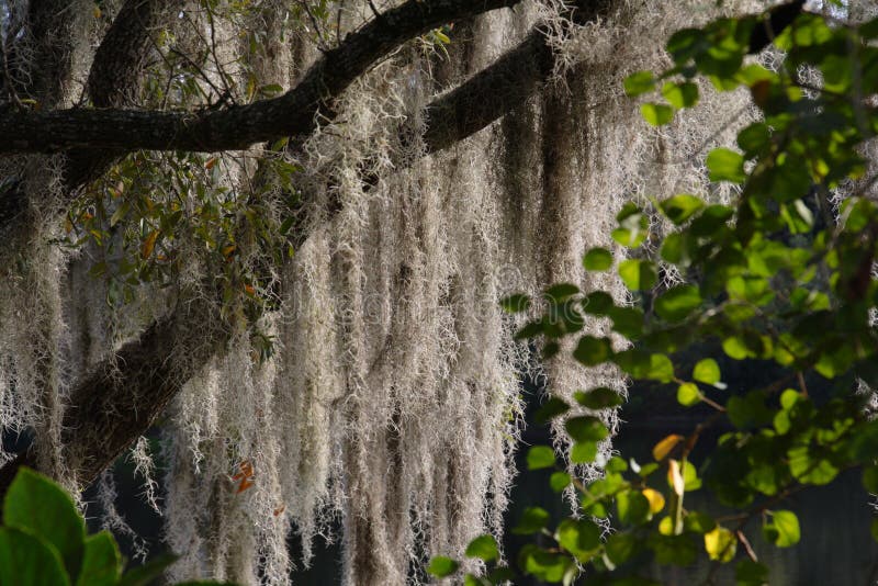 140 Stringy Leaves Stock Photos - Free & Royalty-Free Stock Photos from ...