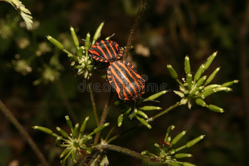 Photography of Graphosoma Semipunctatum Insect Stock Photo - Image of ...