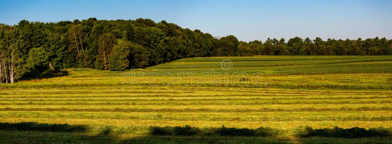 Strip Cropping on a Wisconsin Farm Field in August Stock Image - Image ...