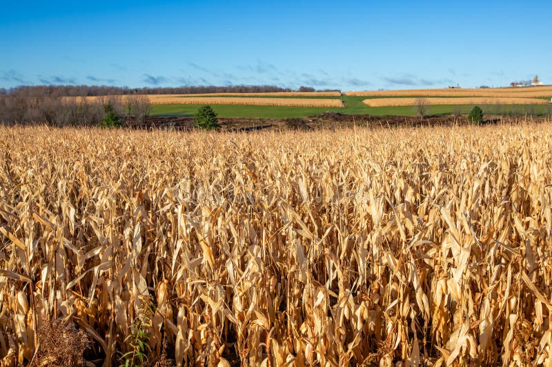 Strip Cropping in Wisconsin Farmland in November Stock Image - Image of ...