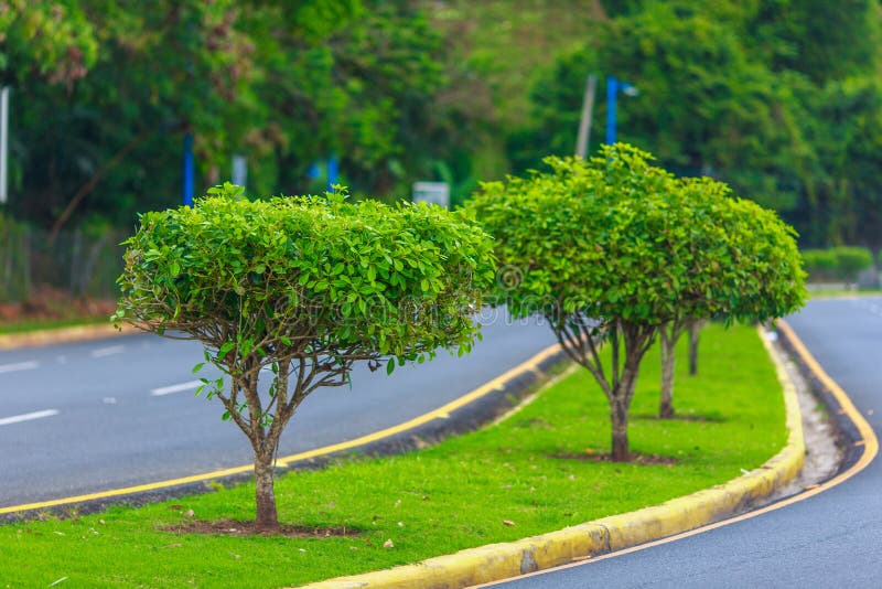 Strip with Green Trees and Grass on Asphalt Road Stock Image - Image of ...