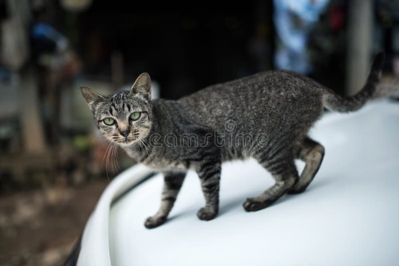 Strip Pattern Cat Walking on the Car Bonnet Stock Image - Image of cute ...