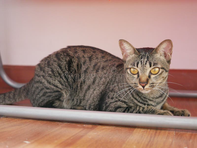 Strip Tabby Cat Sit Under Orange Table Stock Photo - Image of design ...