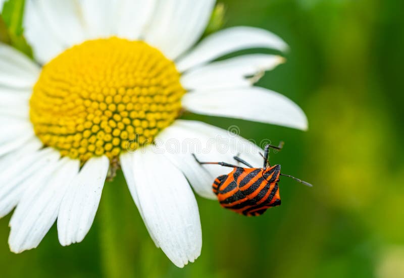 Stripe Bug (Graphosoma Italicum) on a Flower Stock Image - Image of ...