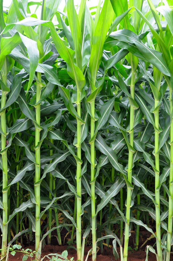 Stripe of corn plant stock photo. Image of vertical, fresh - 71170944