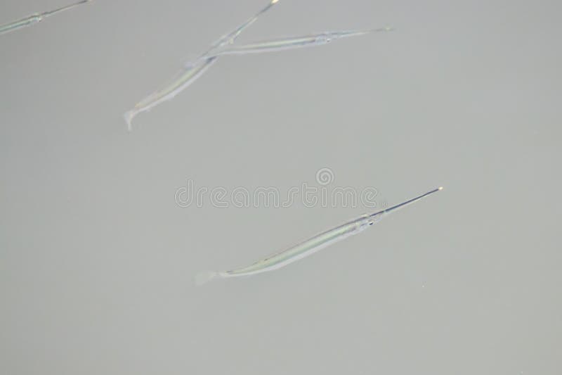 Zenarchopterus Stock Photos - Free & Royalty-Free Stock Photos from ...