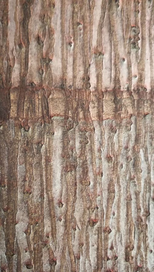 Stripe of palm tree stock photo. Image of texture, stripe - 106470254