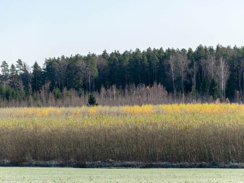 Colored Background, Picture with Grass, Trees, Earth and Sky Colors ...