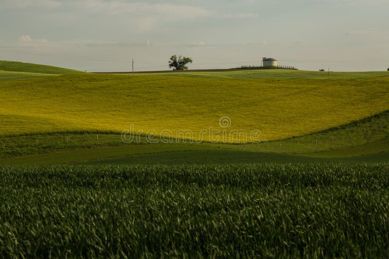 Stripe Patterns on Fields of South Moravia, Green and Yellow Fresh ...
