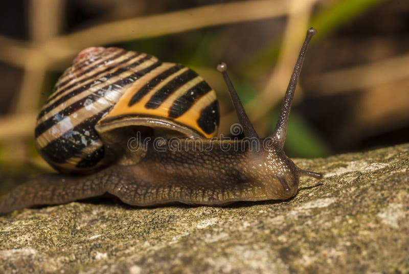 Stripe shell snail stock photo. Image of fast, food, healthy - 34955136