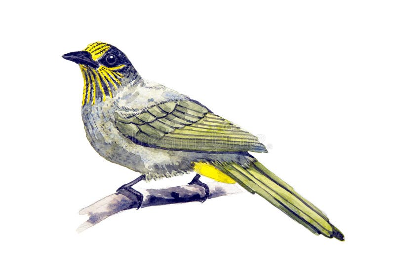 Stripe-throated Bulbul stock illustration. Illustration of artwork ...