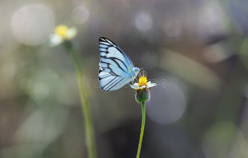 Striped Albatross Butterfly with Flowers Stock Image - Image of black ...