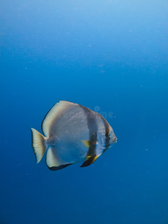 Napoleon Fish stock photo. Image of maori, giant, biology - 36358384