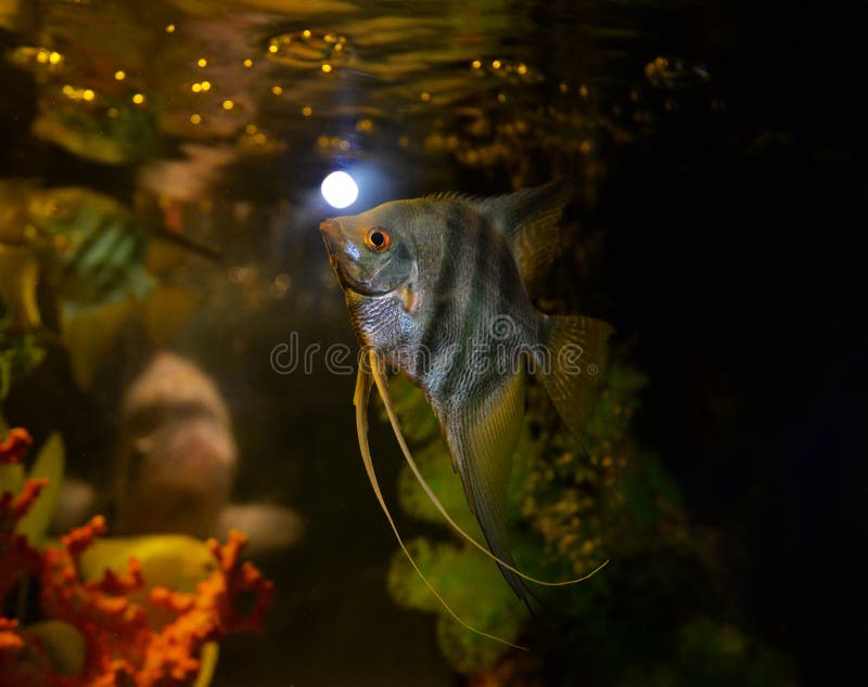 Striped Angelfish at Great Barrier Reef Australia Stock Photo - Image ...