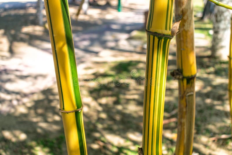 Striped Bamboo with Green Lines in Jungle Under Sunlight Stock Image ...