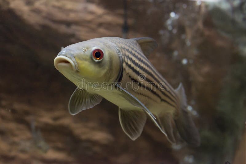 Striped Barb Probarbus Jullieni Native Fish. Stock Photo - Image of ...