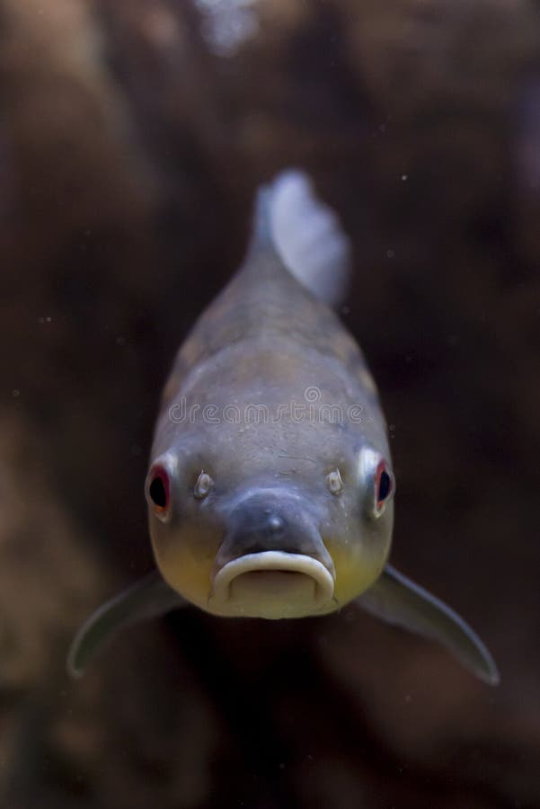 Striped Barb Probarbus Jullieni Native Fish in Thailand Stock Image ...