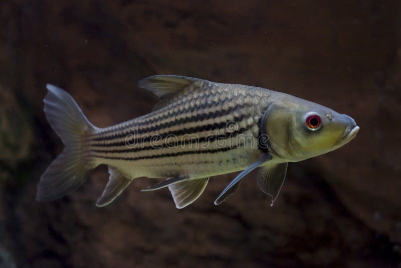 Striped Barb Probarbus Jullieni Native Fish. Stock Photo - Image of ...