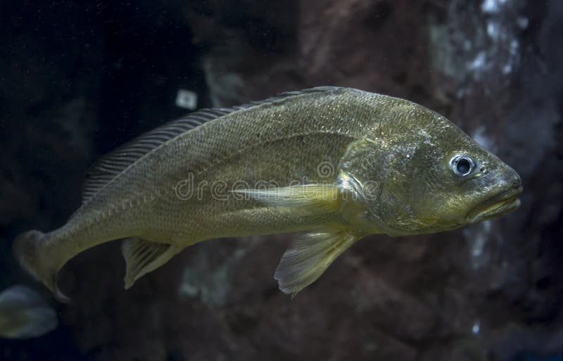 Striped Barb Probarbus Jullieni Native Fish in Thailand Stock Image ...