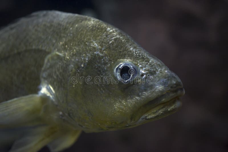 Striped Barb Probarbus Jullieni Native Fish in Thailand Stock Photo ...
