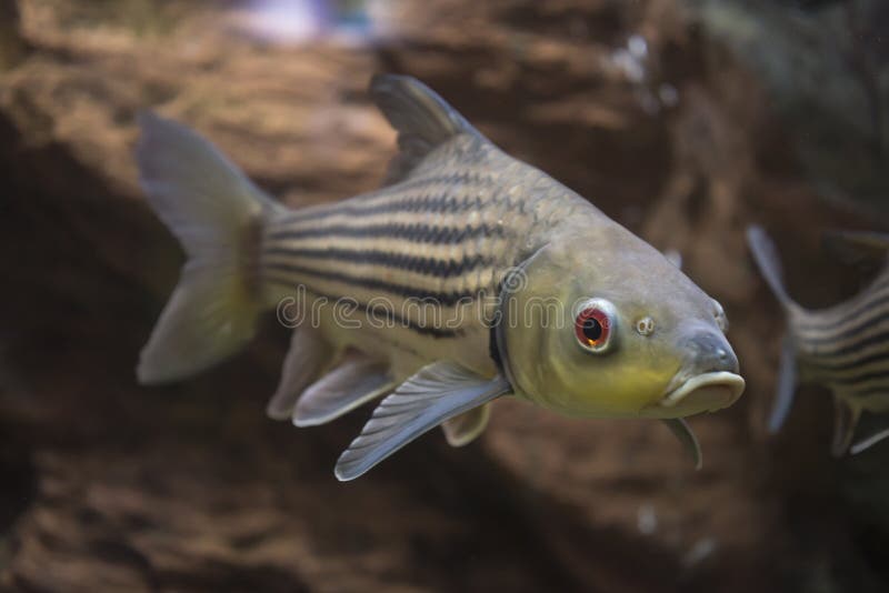 Striped Barb Probarbus Jullieni Native Fish in Thailand Stock Image ...