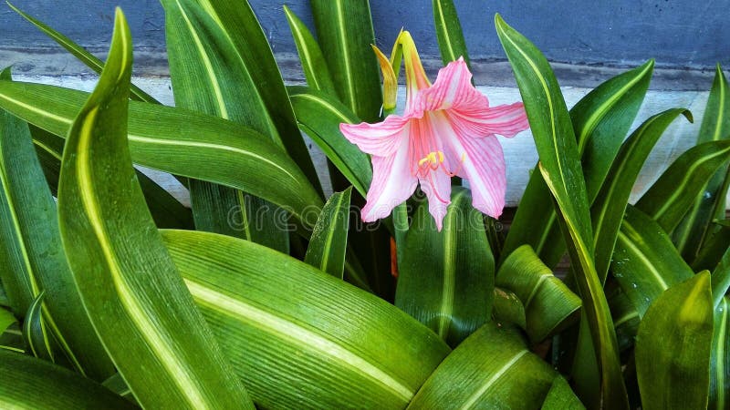 The Striped Barbados Lily (Hippeastrum Striatum) Flower Stock Image ...