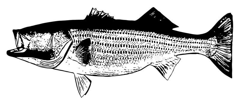 Striper Fish Stock Illustrations – 18 Striper Fish Stock Illustrations ...
