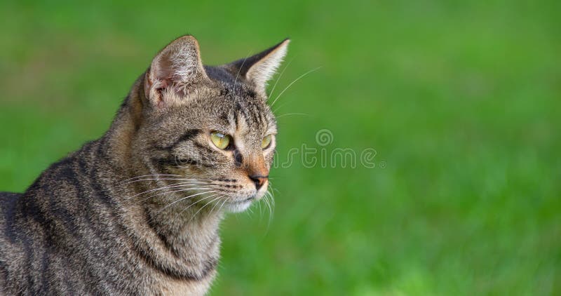 Striped Beautiful Cat Sits on the Grass, in Profile. Format Banner ...