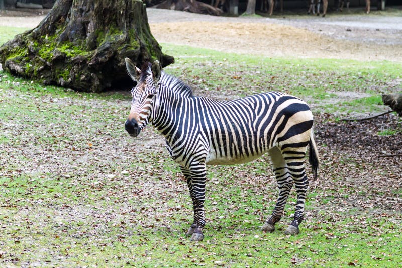 Striped Black and White African Zebra Stock Image - Image of standing ...