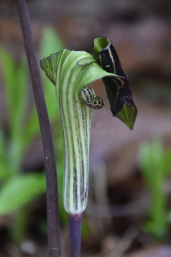 Striped Blooming Jack in the Pulpit Pitcher Plant Stock Image - Image ...