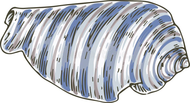Striped Blue and White Shell Stock Vector - Illustration of marine ...