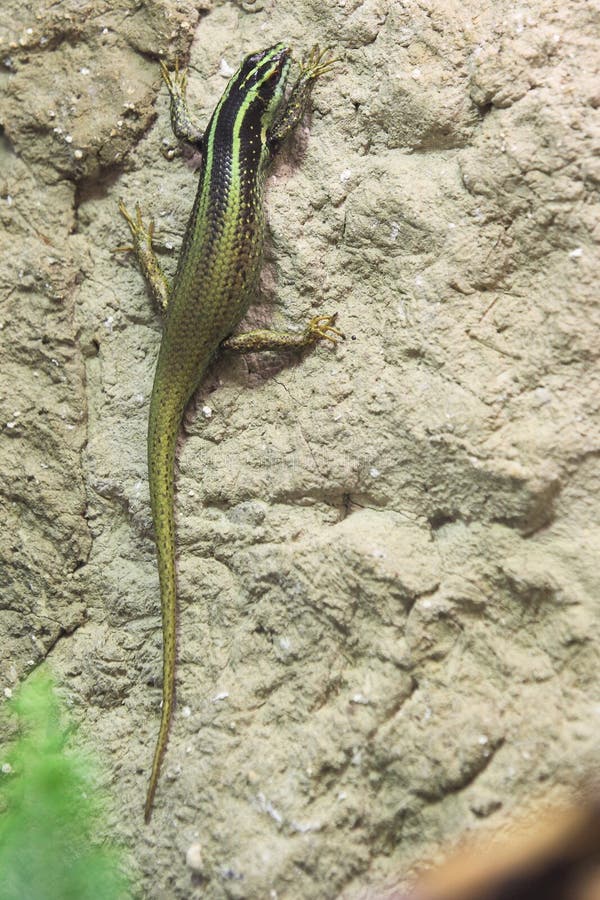 Striped bornean tree skink stock image. Image of striped - 35433169