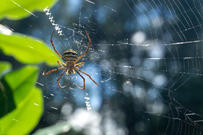Striped Bottom Spider Waiting for Prey. Stock Photo - Image of floral ...