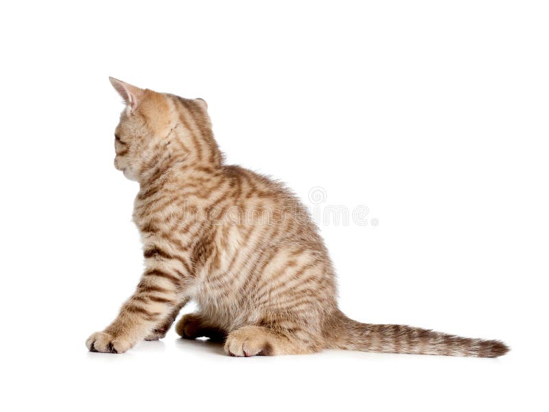 Striped British Kitten Rear or Back View Stock Photo - Image of ...