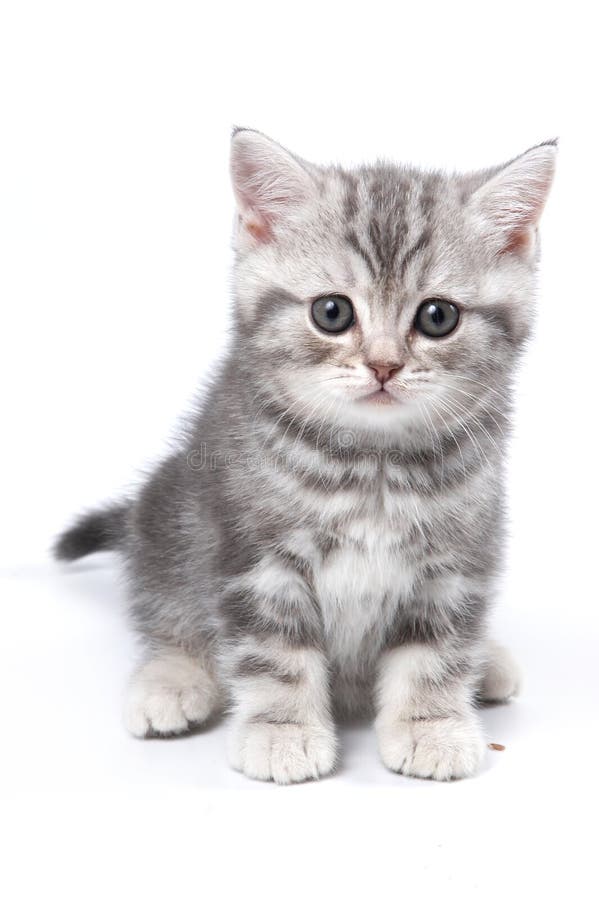 Striped British Kitten Sitting and Looking at the Camera Stock Photo ...