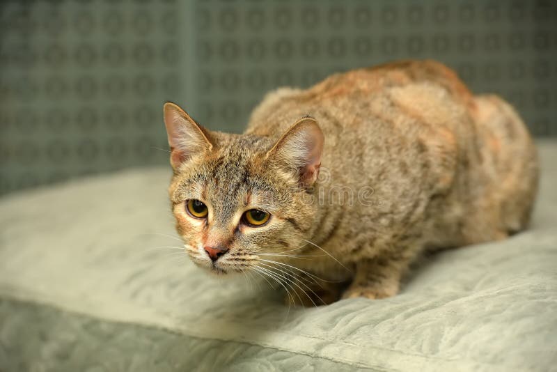 Striped with brown cat stock photo. Image of adopt, breed - 137301296