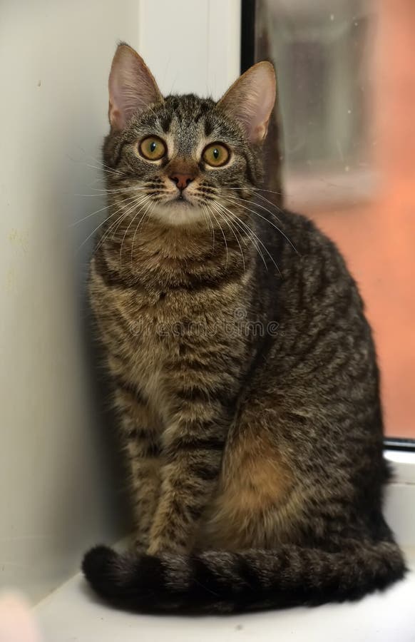 Striped Brown Cat Domestic Shorthair Stock Photo - Image of pretty ...