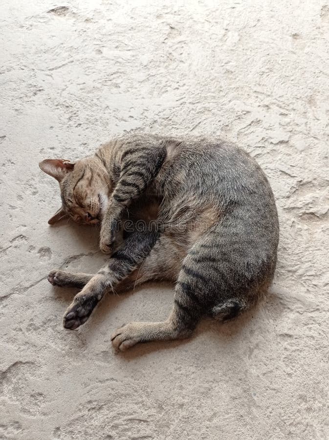 Striped Brown Cat Taking a Nap on a Hot Day Stock Photo - Image of ...