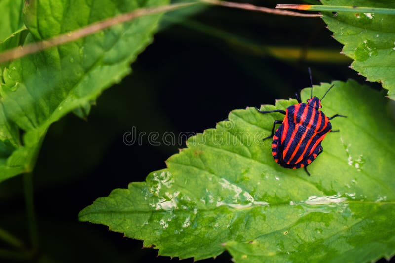 Striped bug on green leaf stock photo. Image of macro - 154107092