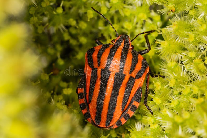 Striped Bug or Minstrel Bug, Graphosoma Lineatum. a Species of Shield ...