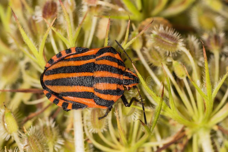 Striped Bug or Minstrel Bug, Graphosoma Lineatum. a Species of Shield ...