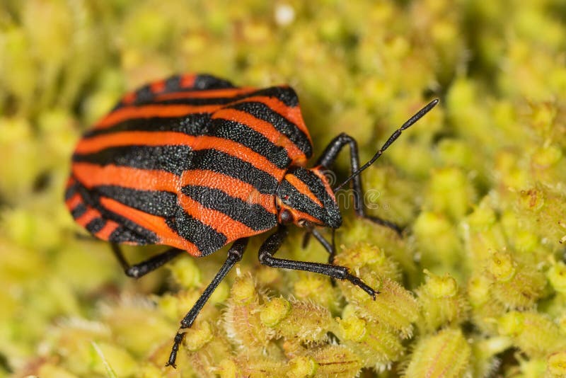 Striped Bug or Minstrel Bug, Graphosoma Lineatum. a Species of Shield ...