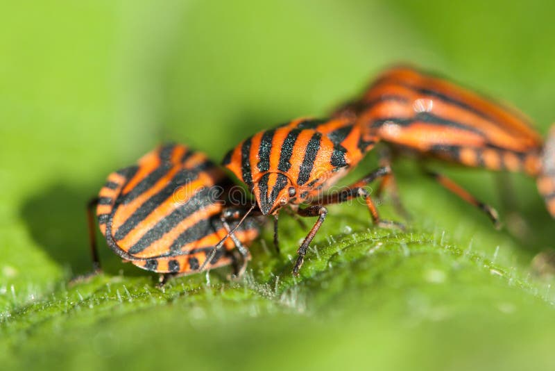 Striped bug stock image. Image of insect, natural, mate - 77322255