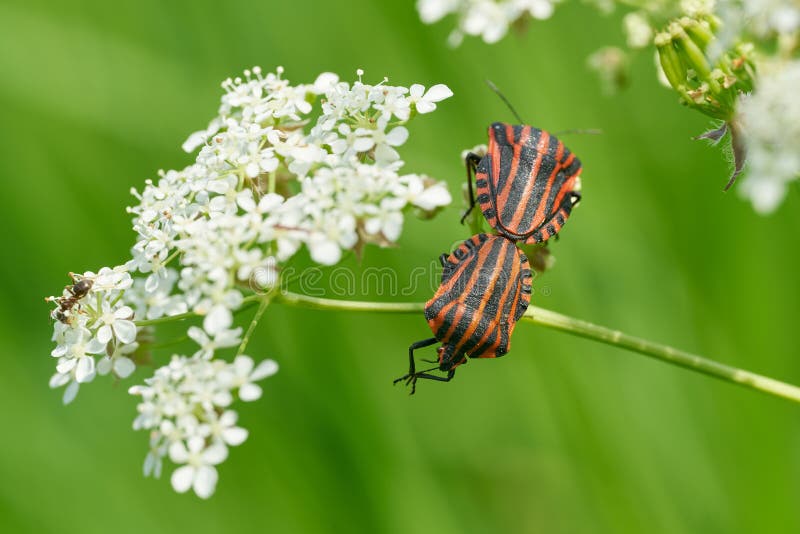 Striped Bugs, Graphosoma Italicum on a Flower Stock Photo - Image of ...